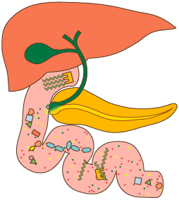 Fisiología Clínica. T.L.C: FUNCIONES DEL JUGO INTESTINAL Y DE LAS ...