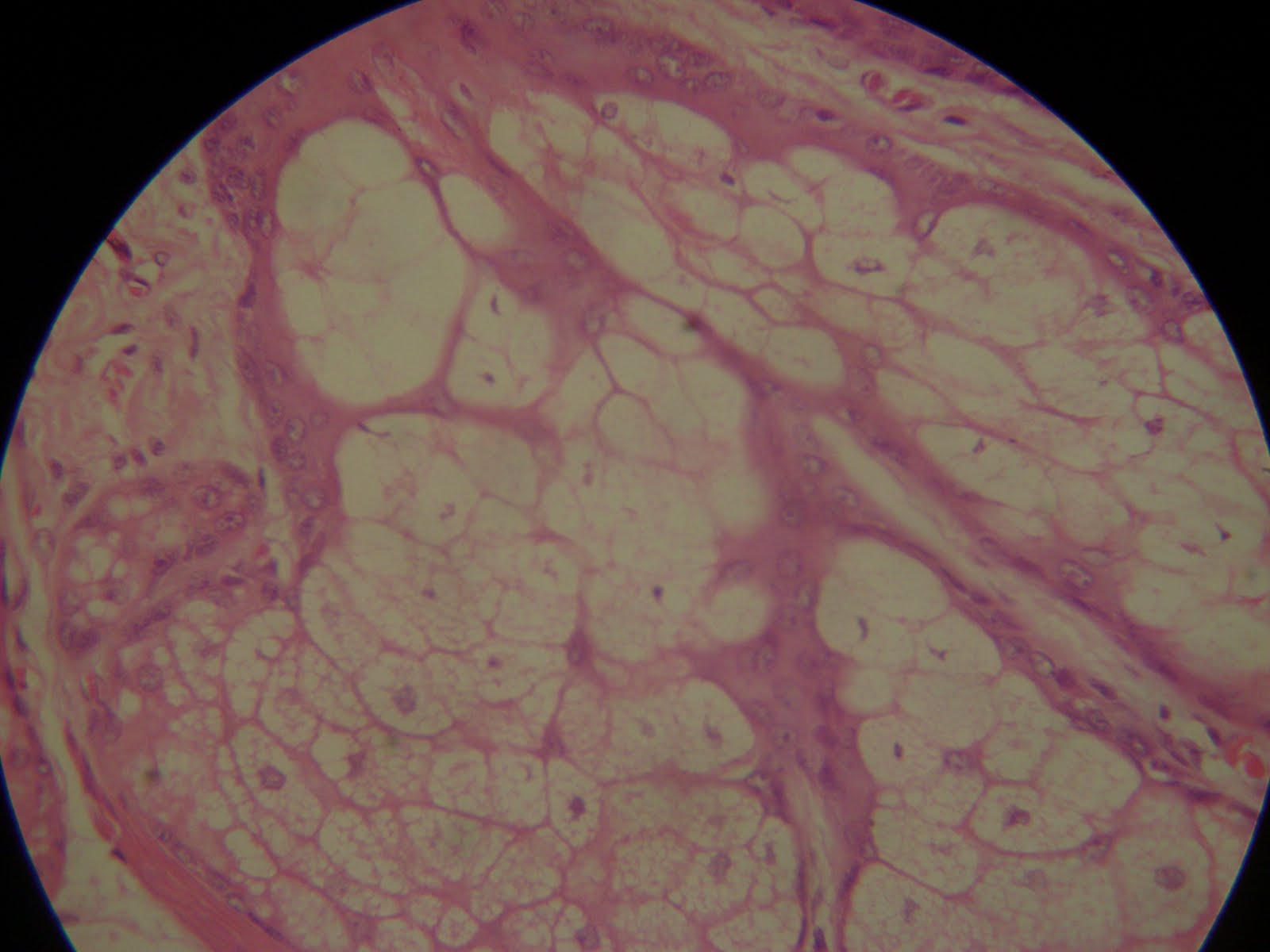 HISTOLOGIA-UFGD: (T7) GLÂNDULA SEBÁCEA, (1000X)