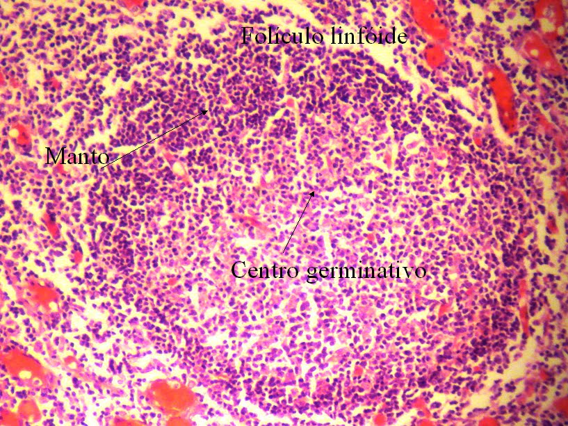 HISTOLOGIA-UFGD: (IM53) FOLÍCULO LINFÓIDE NA TONSILA PALATINA, (400X)