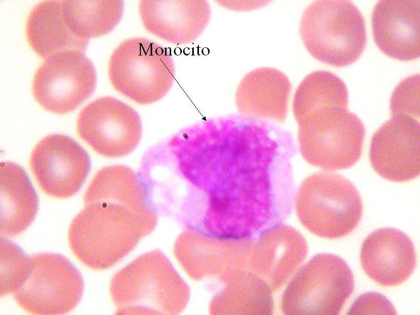 HISTOLOGIA-UFGD: (IM18) CÉLULAS DO SANGUE PERIFÉRICO, (1000X)