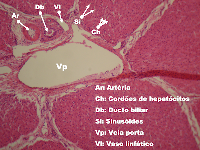 HISTOLOGIA-UFGD: (GD12) ESPAÇO PORTA, (100X)
