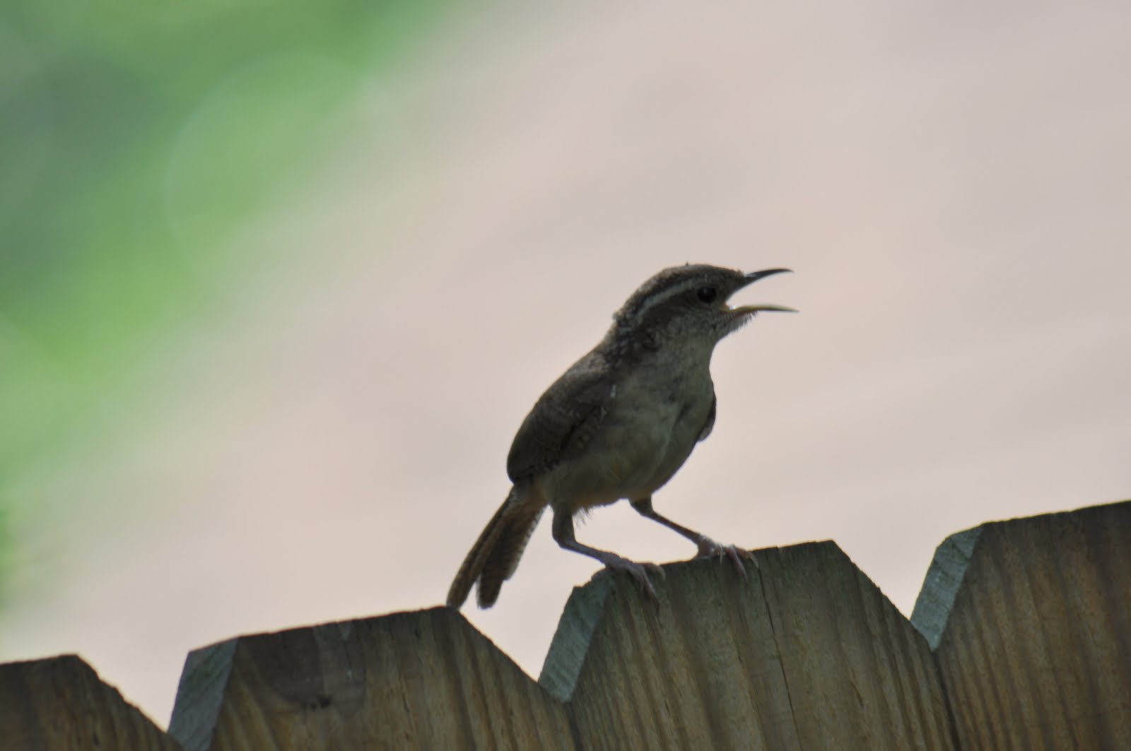 Angela's photos: Carolina wrens, barn swallows, and bugs.