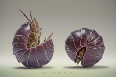 Minha vida sem mim: Tatu Bola...