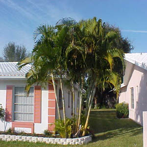 Clean Plants: Areca Palm - Areca triandra