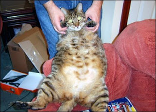 Fat Cat Photos: Big Belly Fatso