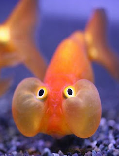 Funny and Crazy Animal Photos: Puffy Face Fish