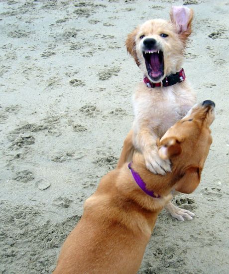 Engracado: Dog Fight