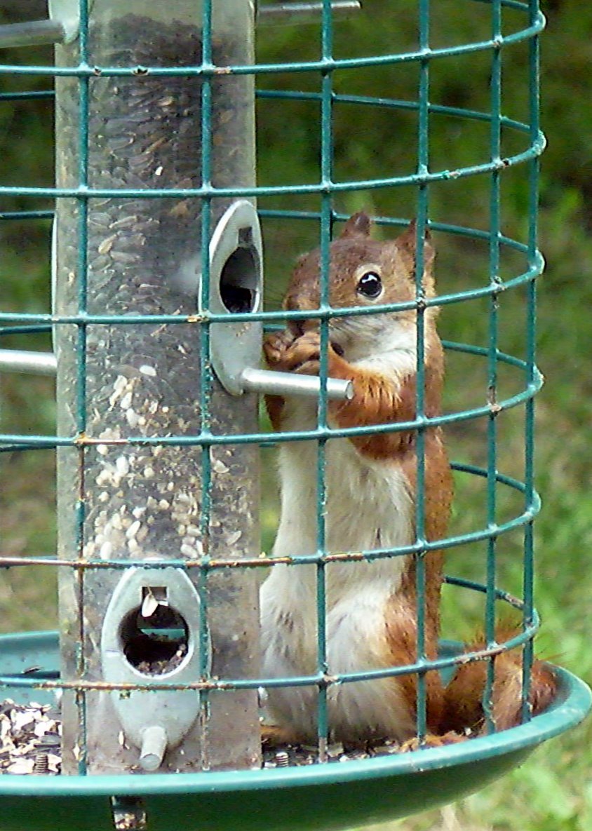 Penelopedia: Nature and Garden in Southern Minnesota: Red Squirrel ...