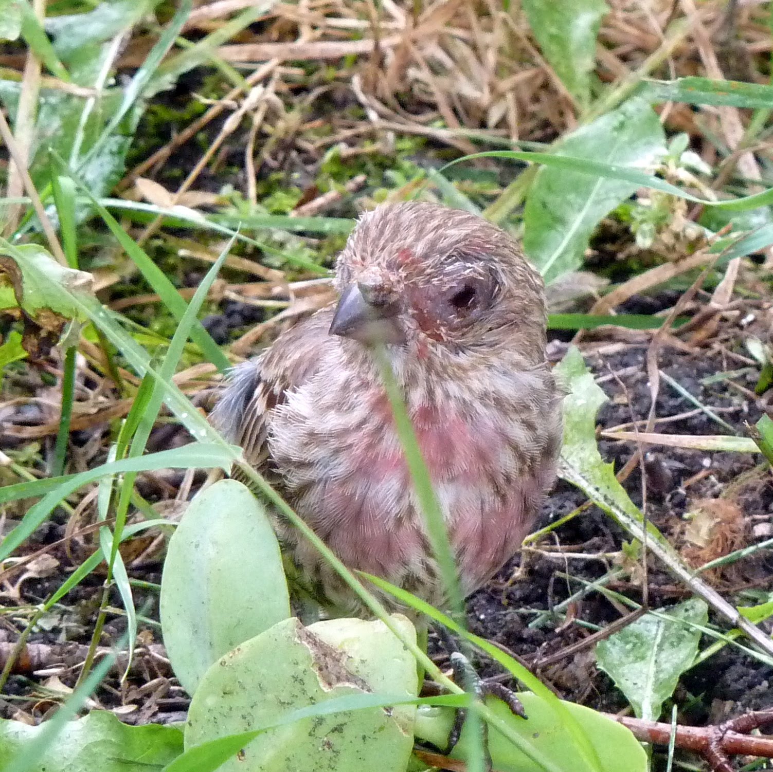 Penelopedia: Nature and Garden in Southern Minnesota: House Finch ...