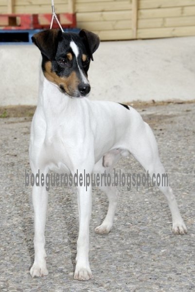 De Bodegueros - Ratonero Bodeguero Andaluz: Bodegueros del Puerto