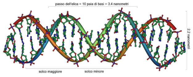 deladelmur: Amminoacidi e DNA