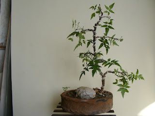 Bonsai Collection of a member of Ahmedabad Bonsai Club: Making Neem Bonsai