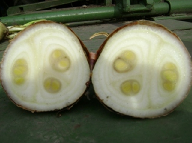 AER INTA COLON: PROYECTO NACIONAL CEBOLLA