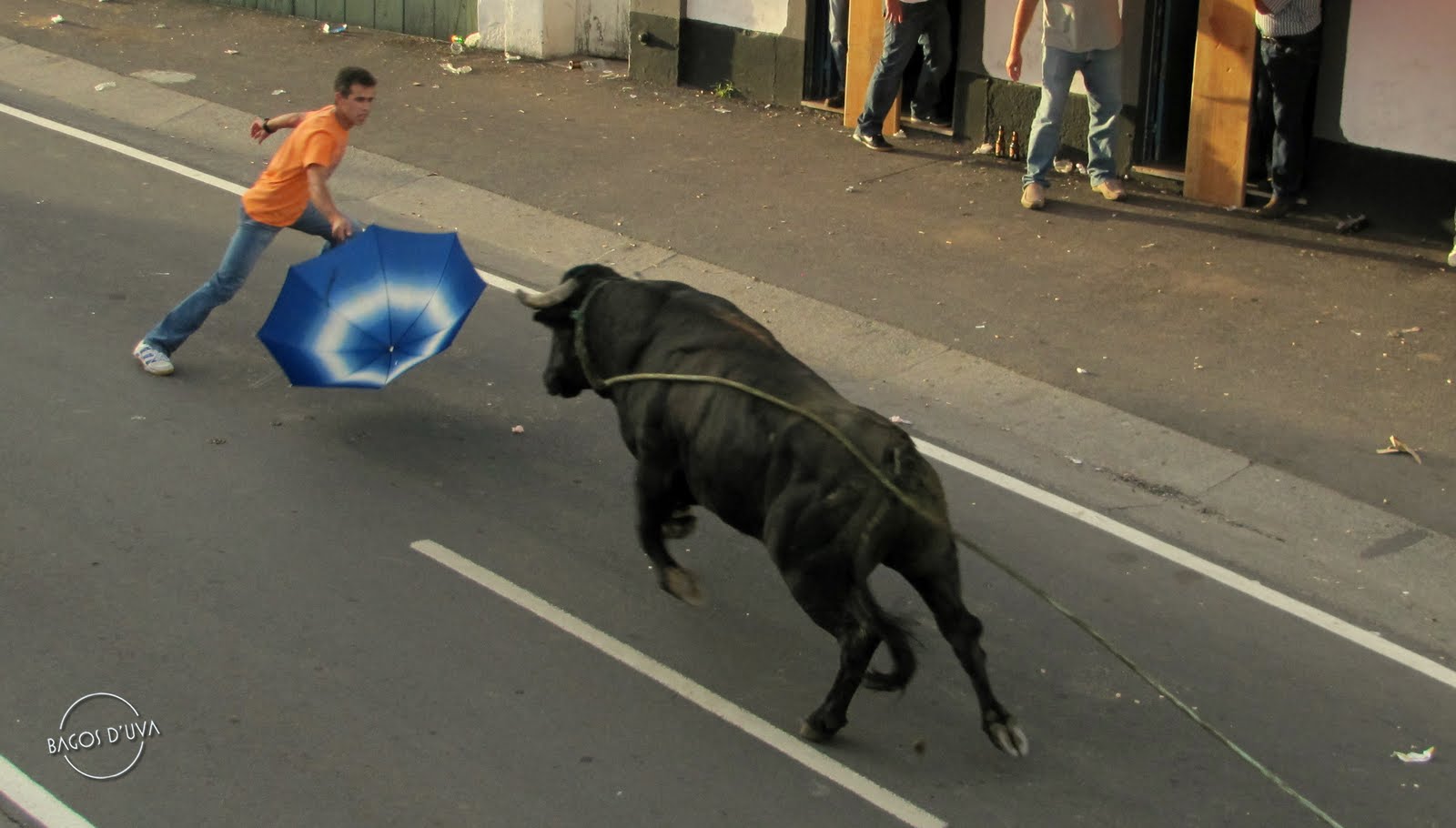 Bagos d' Uva: 257 Touradas à corda em 2010