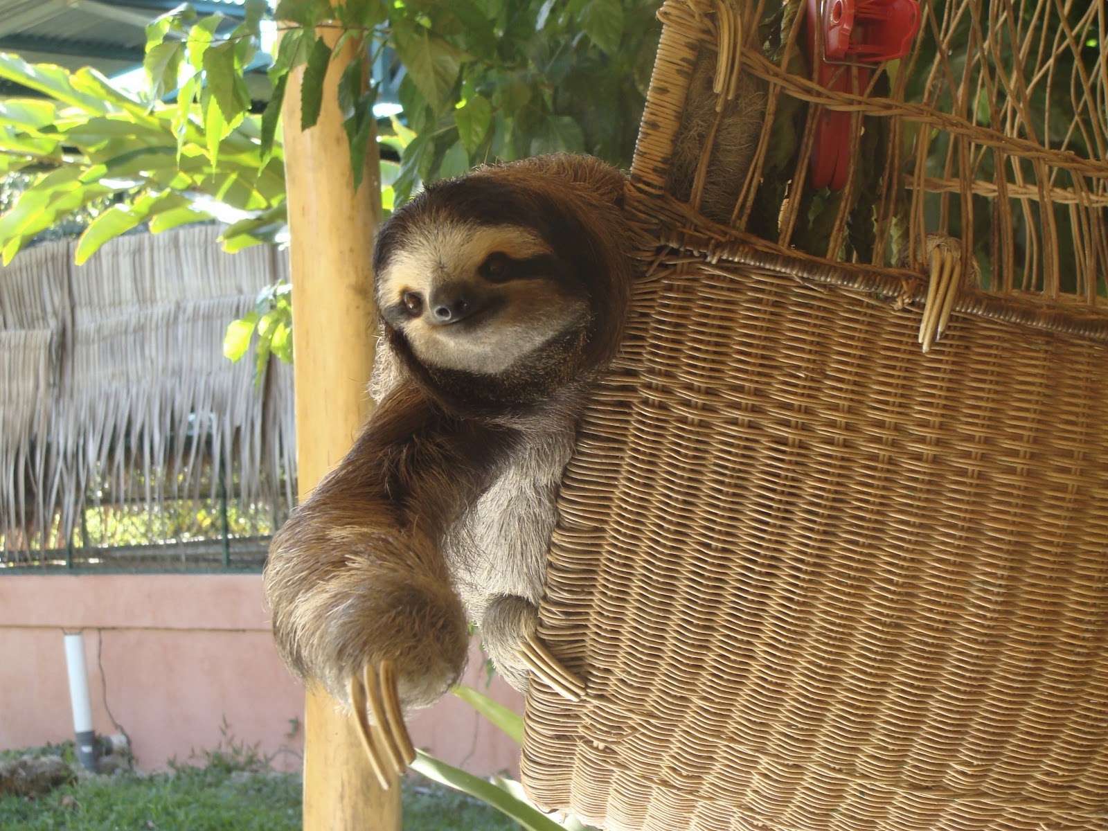 Tricia la Tica: The Land of the Sloth