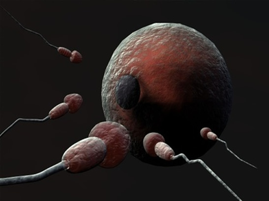 La ciencia es bella: ¡Qué raro es eso de la reproducción!