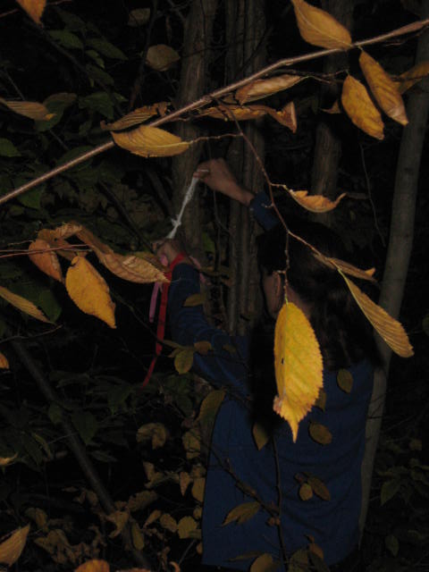 Conjured Cardea: 10-10-10 Coven Oya Ritual