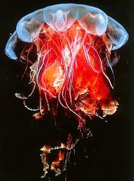 Carol K: Cnidários(celenterados)