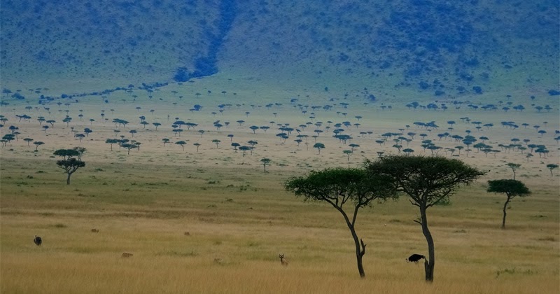 ecosistemas colombianos: Bioma Sabana
