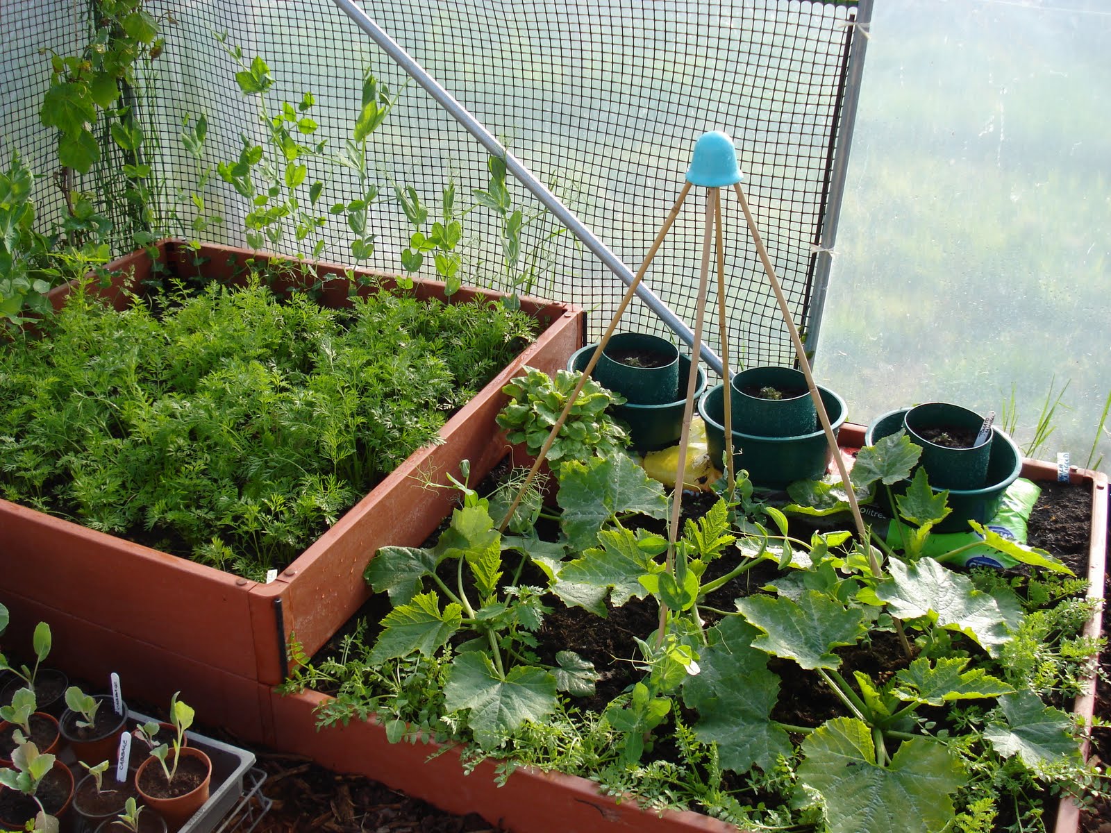 Our New Life in the Country: Polytunnel Planting