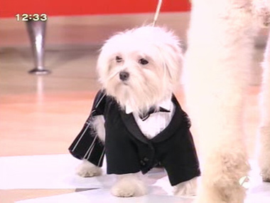 Fotos de perros de moda | Toda opinion de perroseli