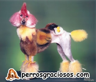 Fotos de los perros mas graciosos | Toda opinion de perroseli