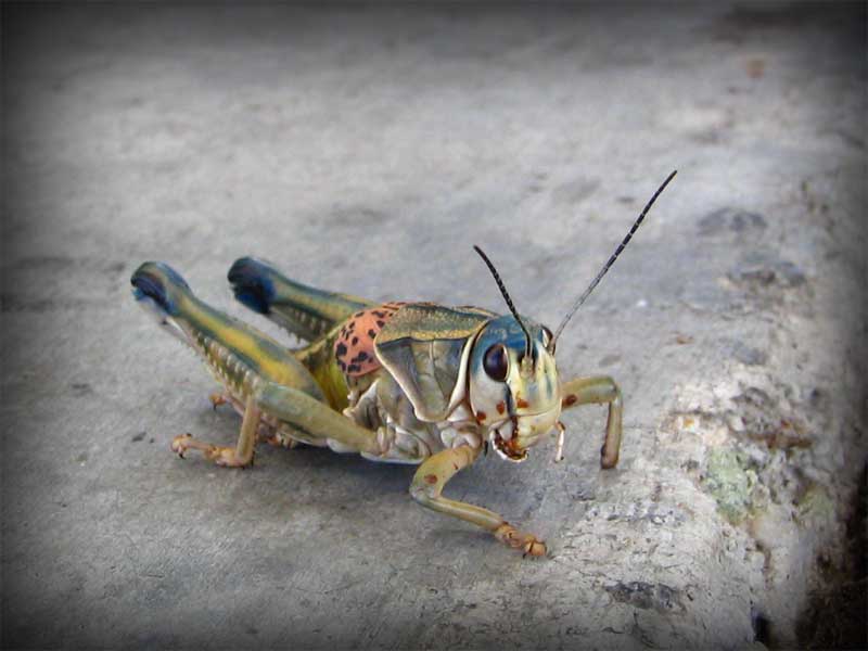 On bounced rent cheques and teary-eyed excuses: The Rocky Mountain ...