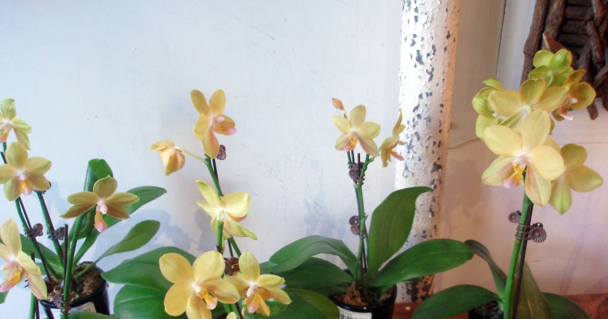 Zuzu's Petals: Mini Orchids