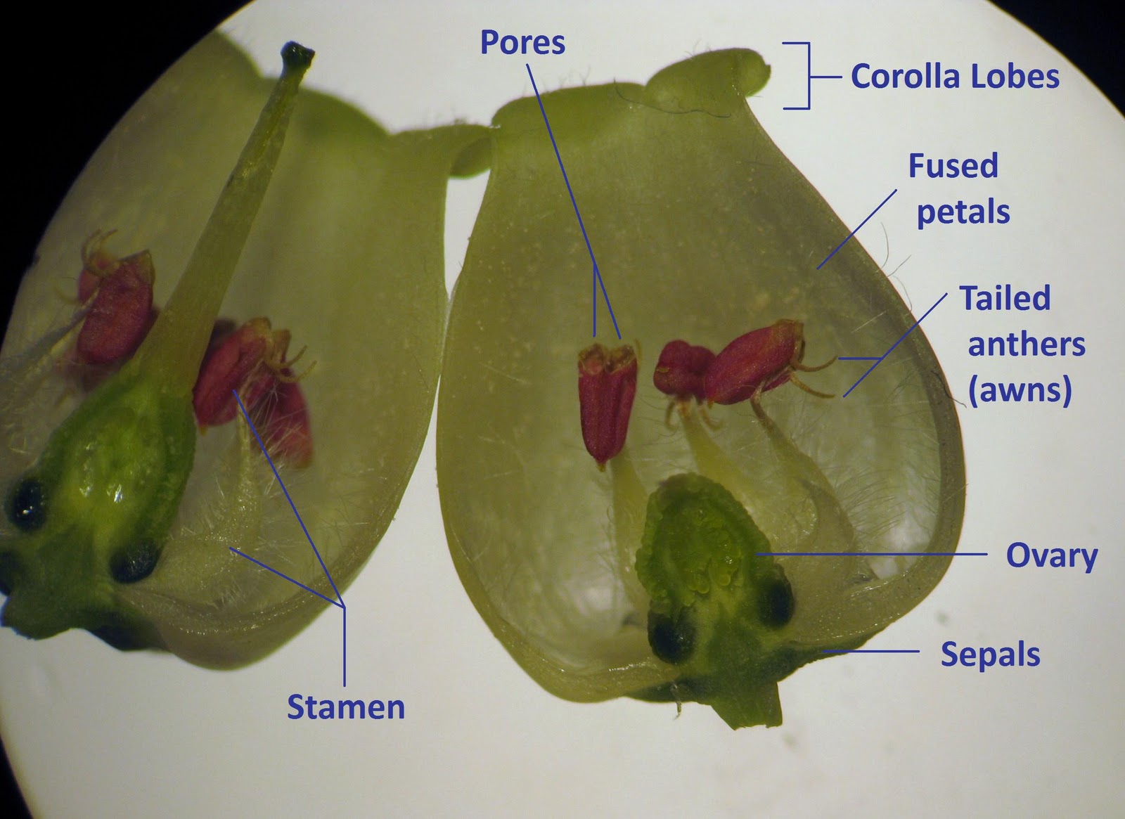 UBC Biology 324 Blog: Lab 4 - Basal Asterids: Ericaceae