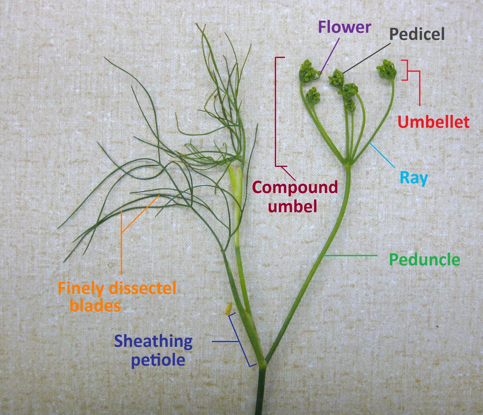 UBC Biology 324 Blog: Lab 6 - Euasterids II: Apiaceae