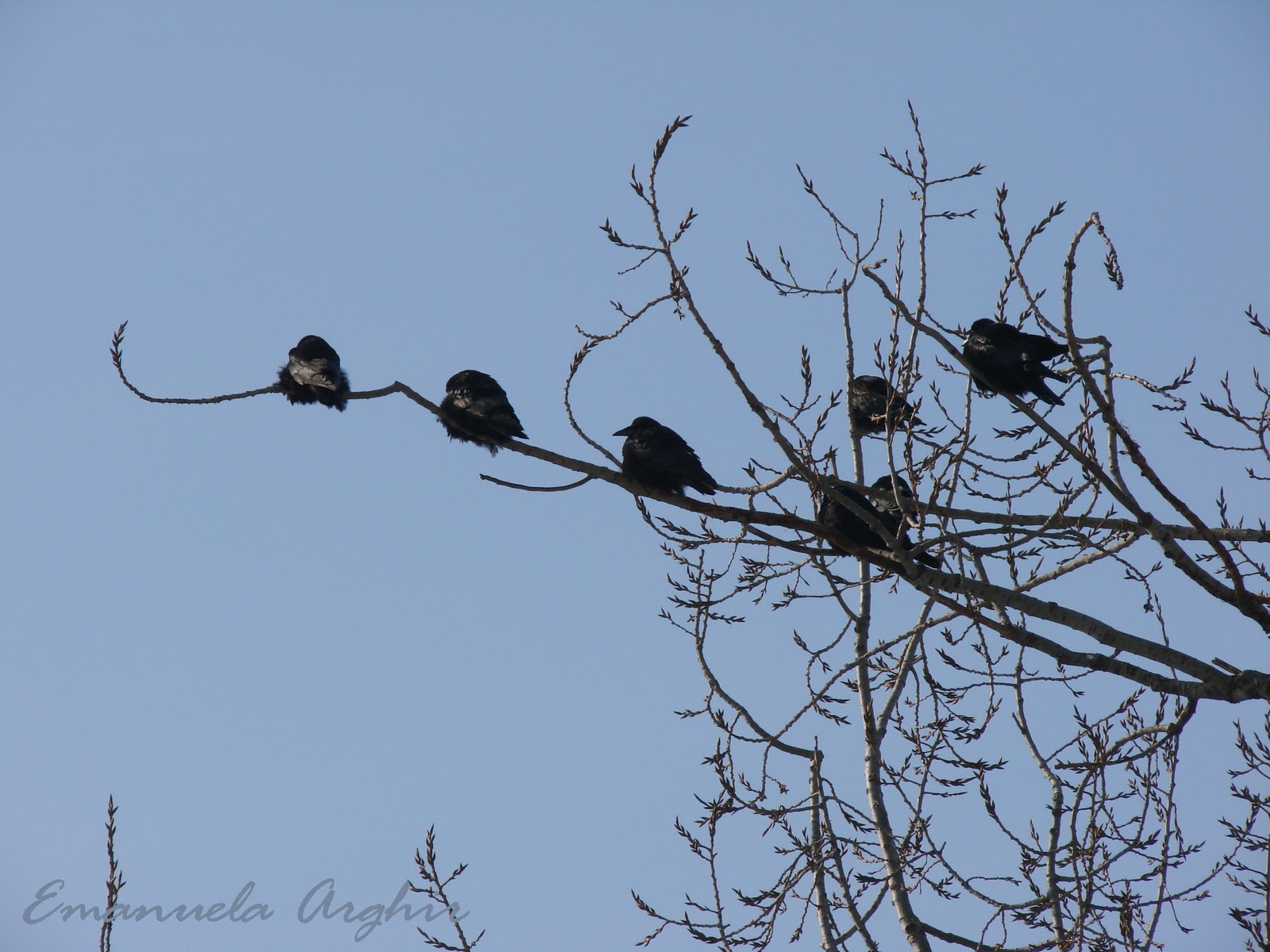 Bancul ziley: 6 Ciori Si 3 Cojak-uri