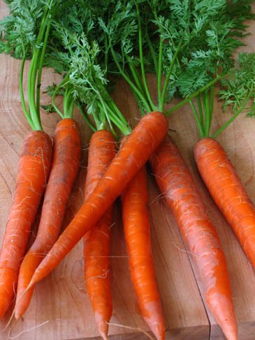 INDIAN HOT AND SWEET: Carrot