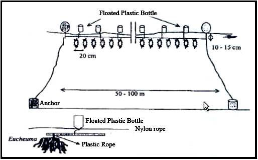 LautKita: BUDIDAYA RUMPUT LAUT DI INDONESIA