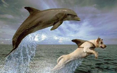 Worldwide Animals: dolphins and dogs