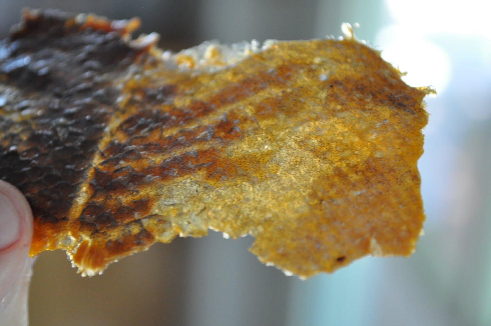 superpaleokids: Fish Crackling