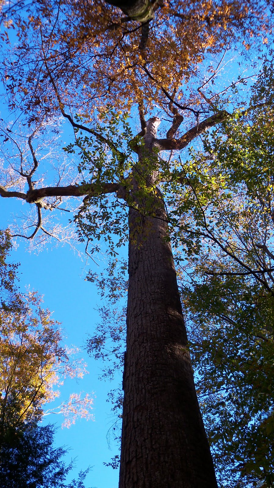 Rex's Adventures: Bankhead NF-Ship Rock, A Civil War Era Saltpeter Cave ...