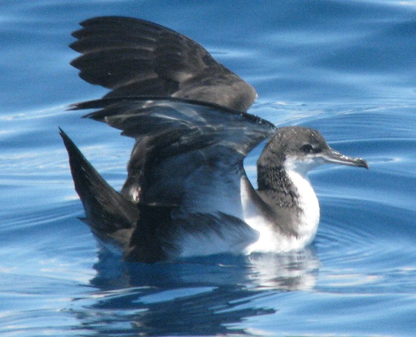 Diario de Campo: Wedge-tailed Shearwater (Puffinus pacificus)