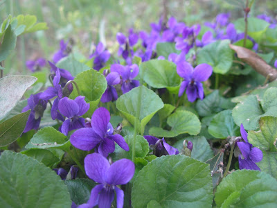 Poglej temo - Viola - vijolica :: Vse o vseh rastlinah