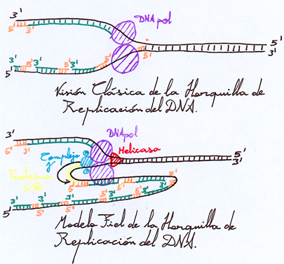 El Nuevo Biólogo: Replicación y Niveles de Organización Superiores del DNA.