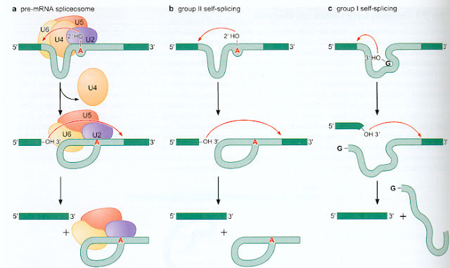 Arcelia, Gro.) Galindez: (Tarea) TIPOS DE SPLICING