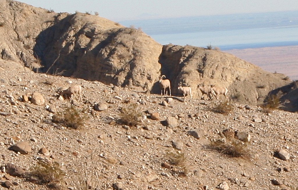 Daren Sefcik: Smoke Tree Canyon / Calcite Mine Area ABDSP