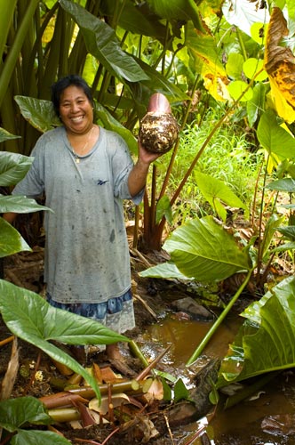Balanced Living: Giant Swamp Taro