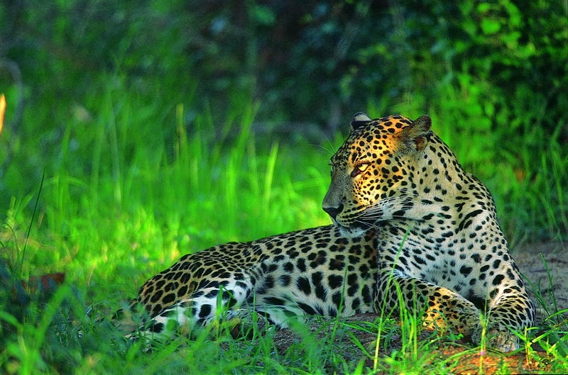 GURUTHUMA WEB: ලංකාවේ වන ජීවී තොරතුරු / Wildlife Information in Sri Lanka