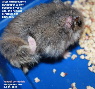 Singapore hamsters: 3. Ventral dermatitis in a hamster