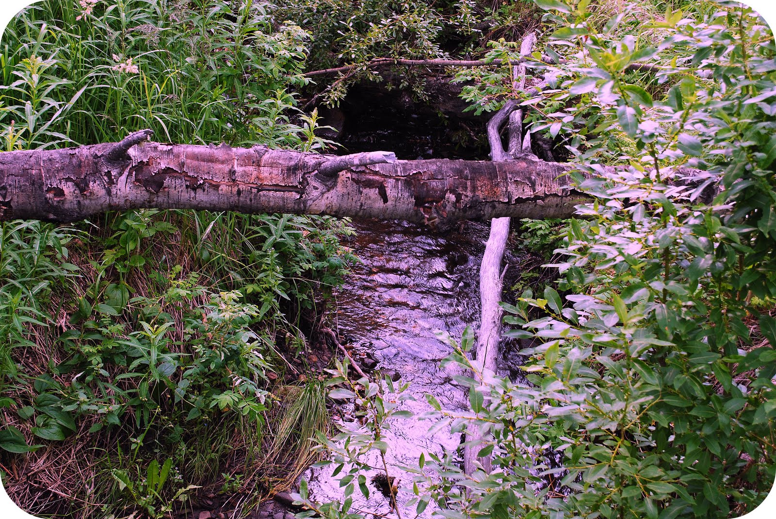 Little Prairie Baby: Remembering Big