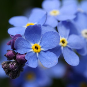 GardenSeed: Chinese Forget Me Not