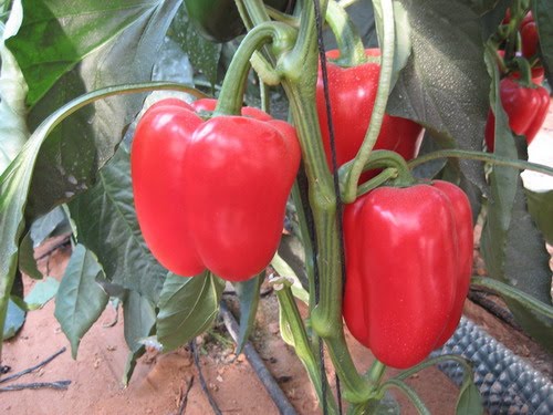 GardenSeed: Bell Pepper - Big Red