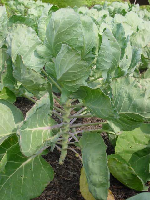 GardenSeed: Brussel Sprouts - Catskill