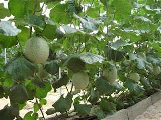 GardenSeed: Cantaloupe / Rockmelon