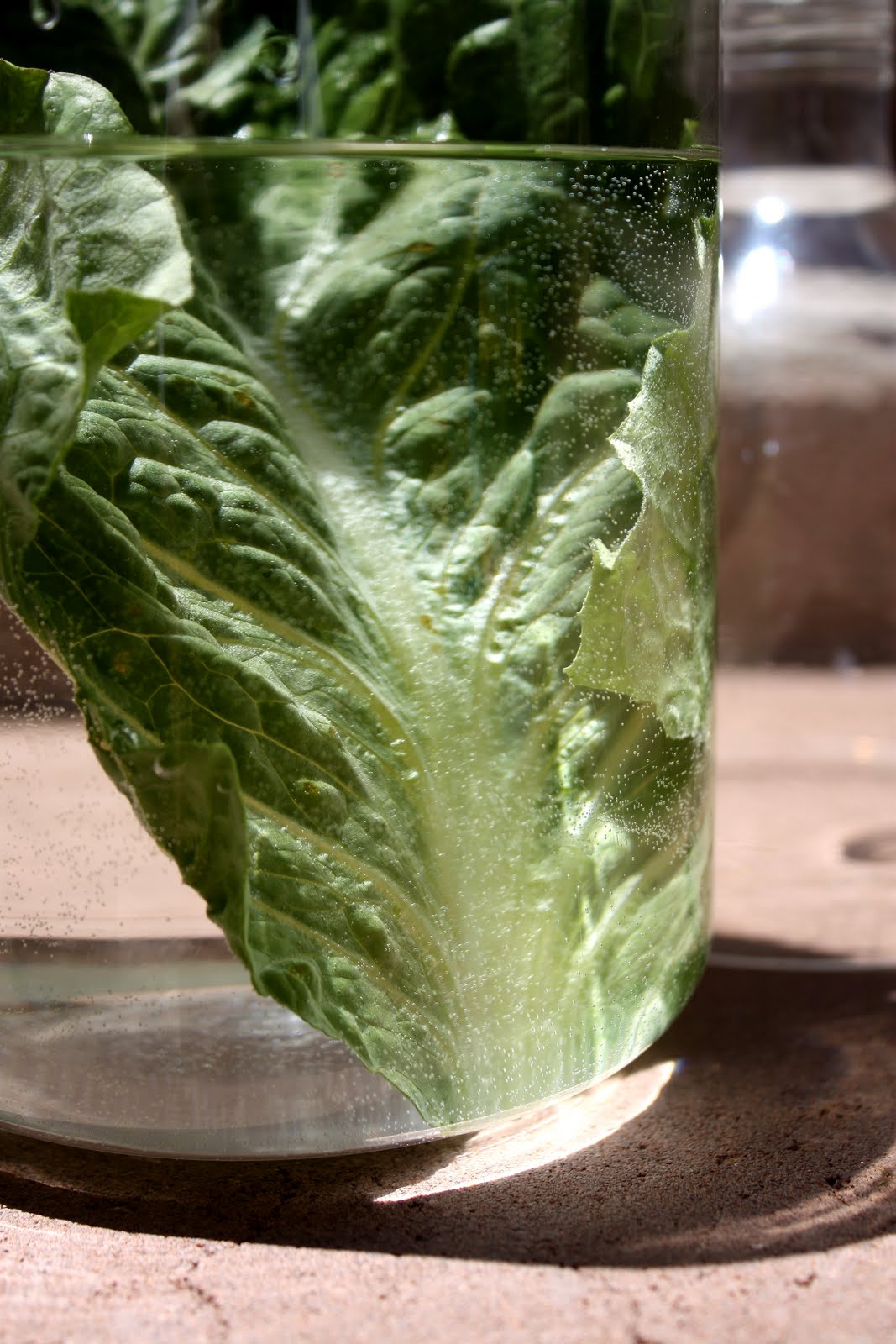 Summer Learning: Plants/Photosynthesis